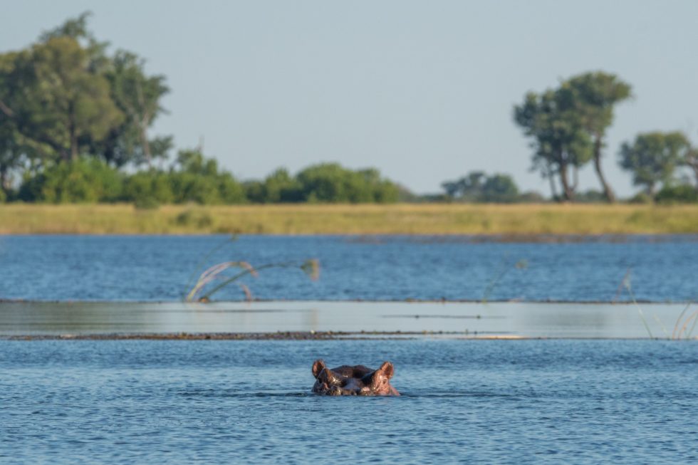 Okavango Delta House Boat - O Bona Delta Excursions